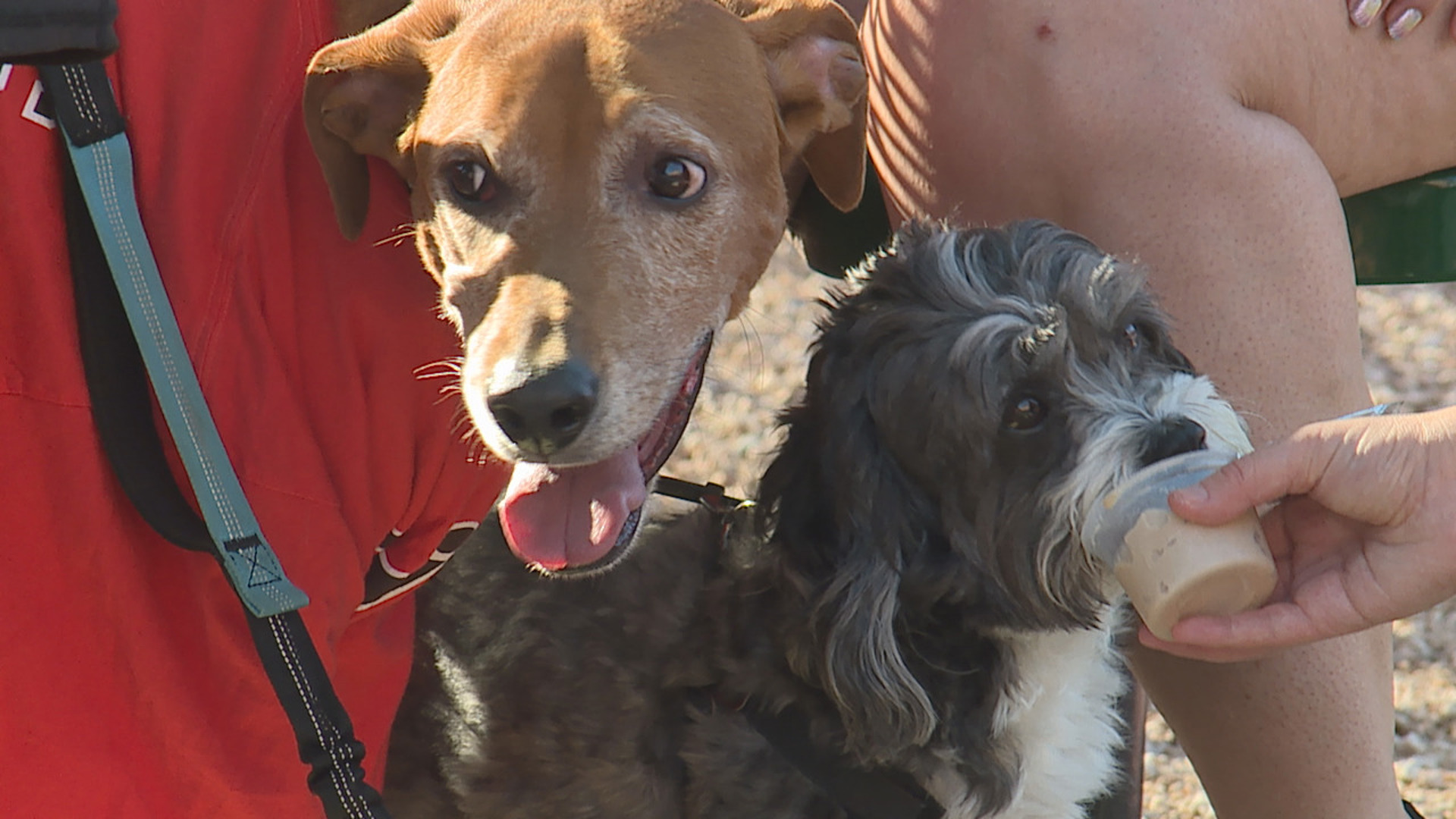 Orioles host 'Bark at Oriole Park' night | fox43.com