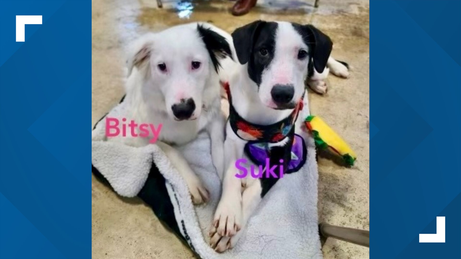 Furry friends with Bitsy and Suki, the dogs! | fox43.com