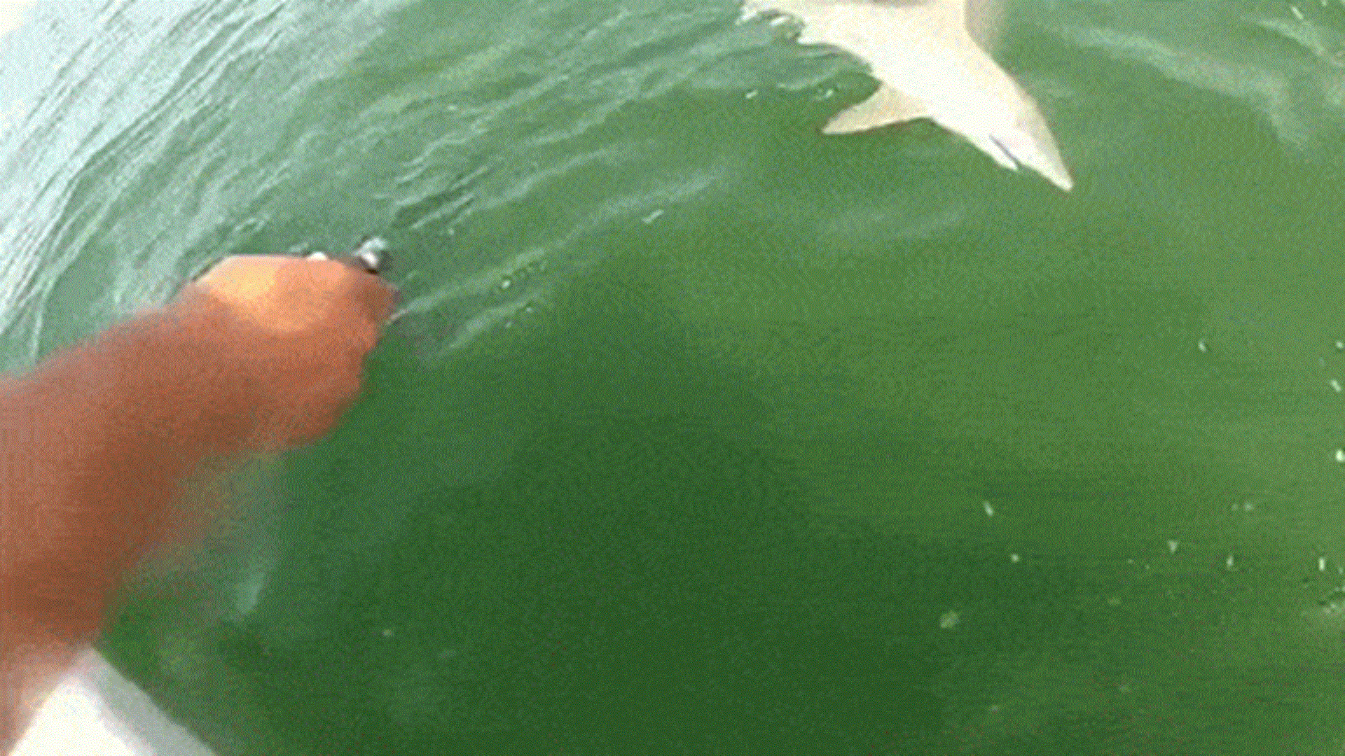 Video: This is one crazy fish tale! Four foot shark eaten by grouper ...