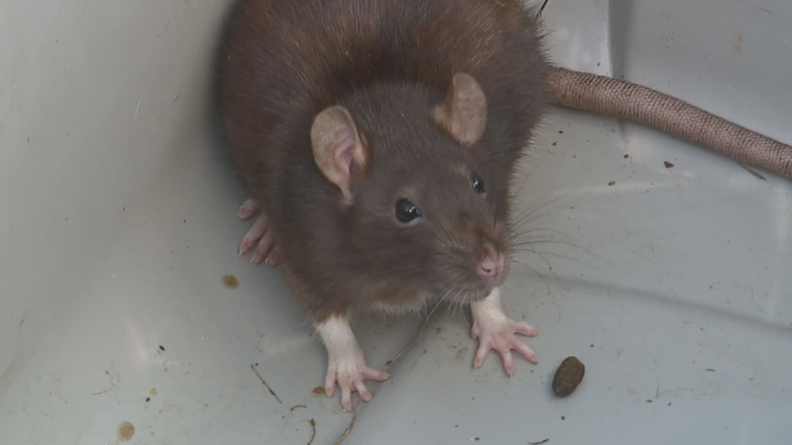 Volunteers rescue rats illegally dumped in Dauphin County | fox43.com