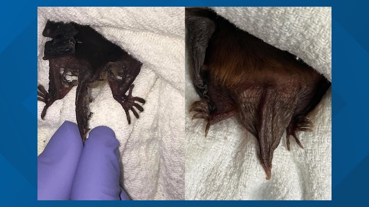 Northern long-eared bats | One of Pa.'s most solitary, but necessary ...