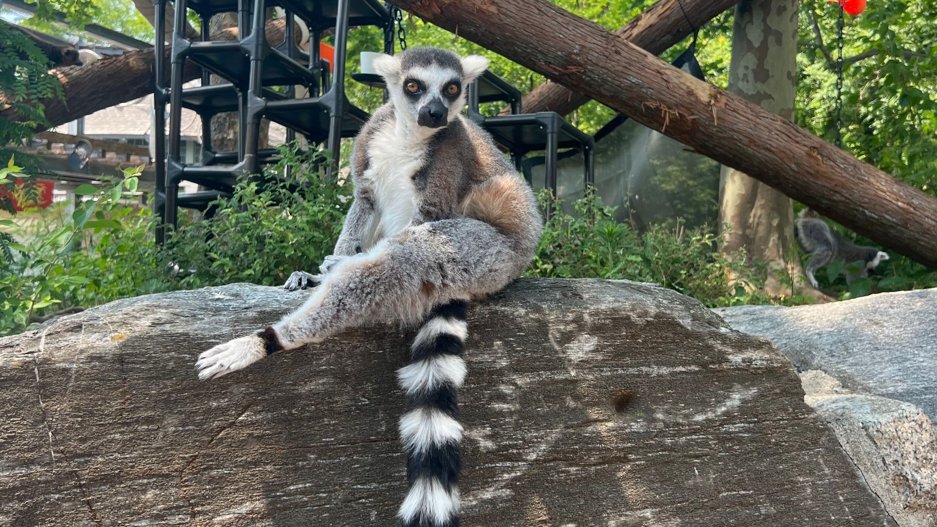 Philadelphia Zoo announces baby boom of rare species and brand new walk ...