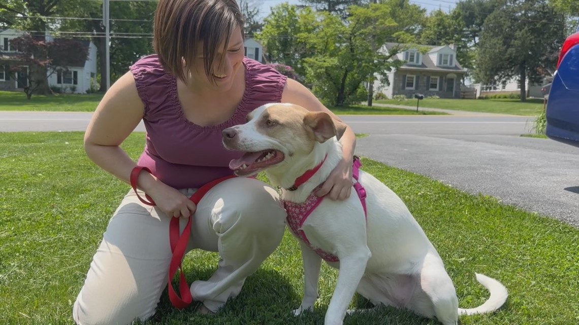 Furry Friends with Bette Davis, the dog! | fox43.com