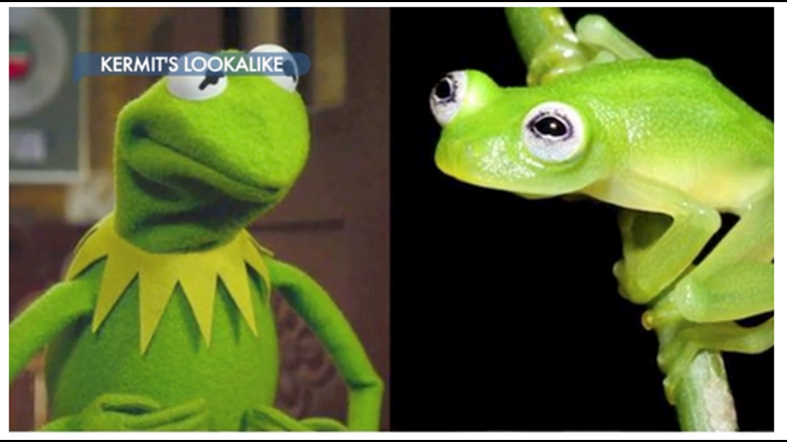 This Frog was Discovered in Costa Rica and it Looks Like Kermit | fox43.com