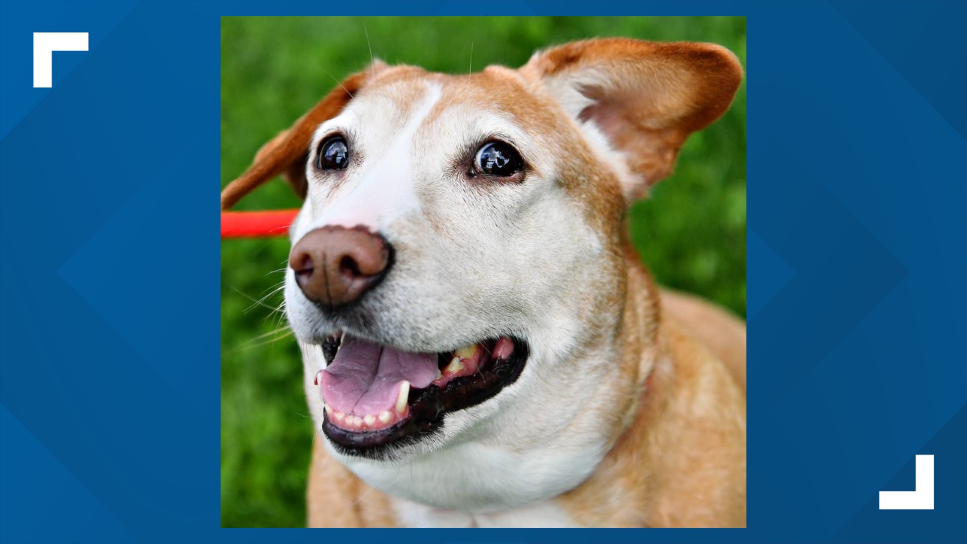 Scully, the dog! | fox43.com