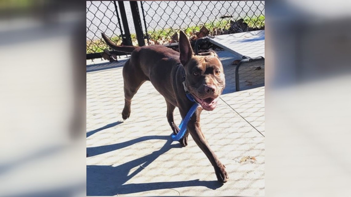 Furry Friends with Juniper, the dog! | fox43.com