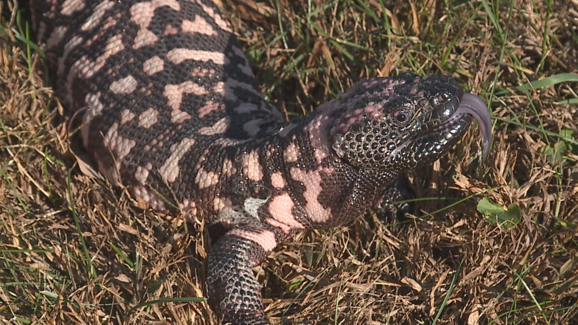 Reptile venom could be used for cancer research, expert says | fox43.com