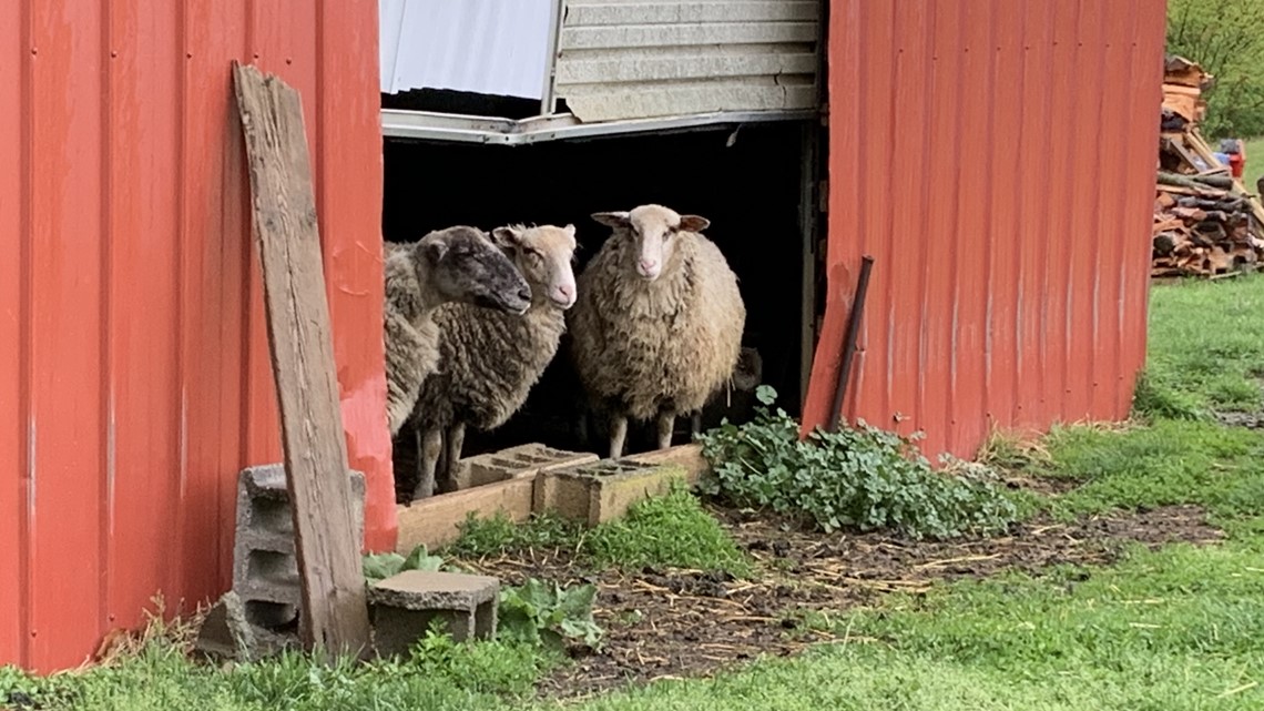 Lancaster County man has three sheep stolen from his home | fox43.com