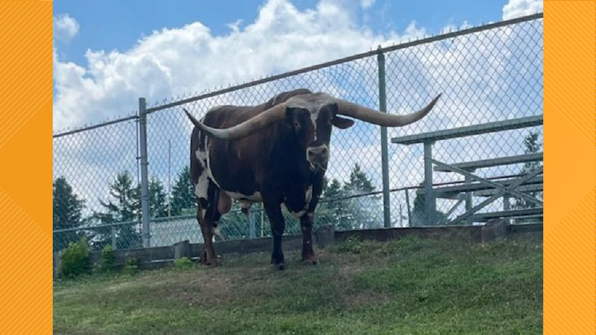 Loose bull captured along I-83 in York County | fox43.com