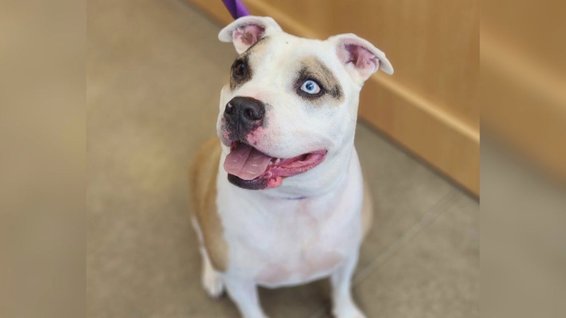 Furry Friends with Azul, the dog! | fox43.com