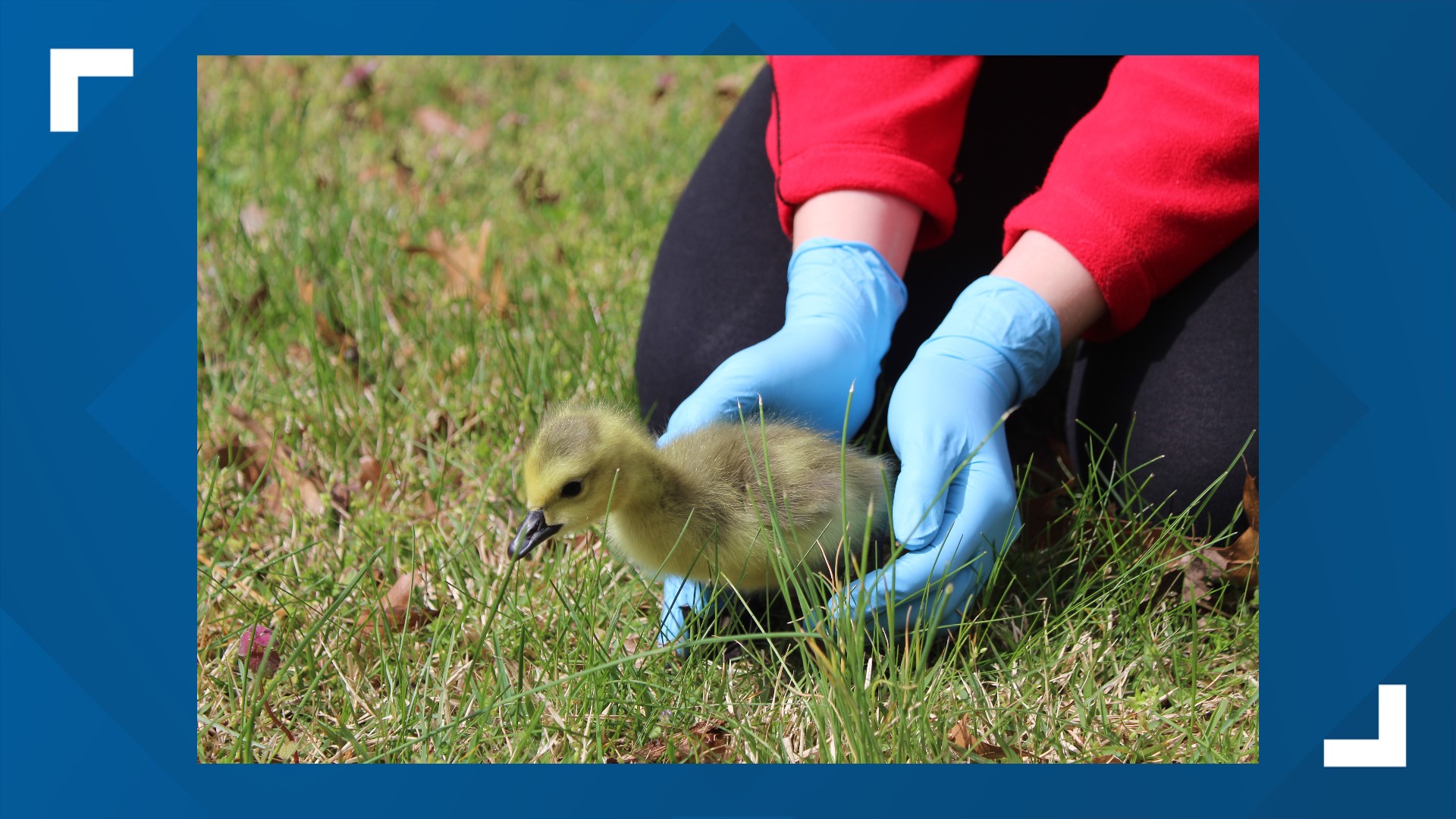 West Shore Wildlife Center gets ready for Give Local York 2022 | fox43.com