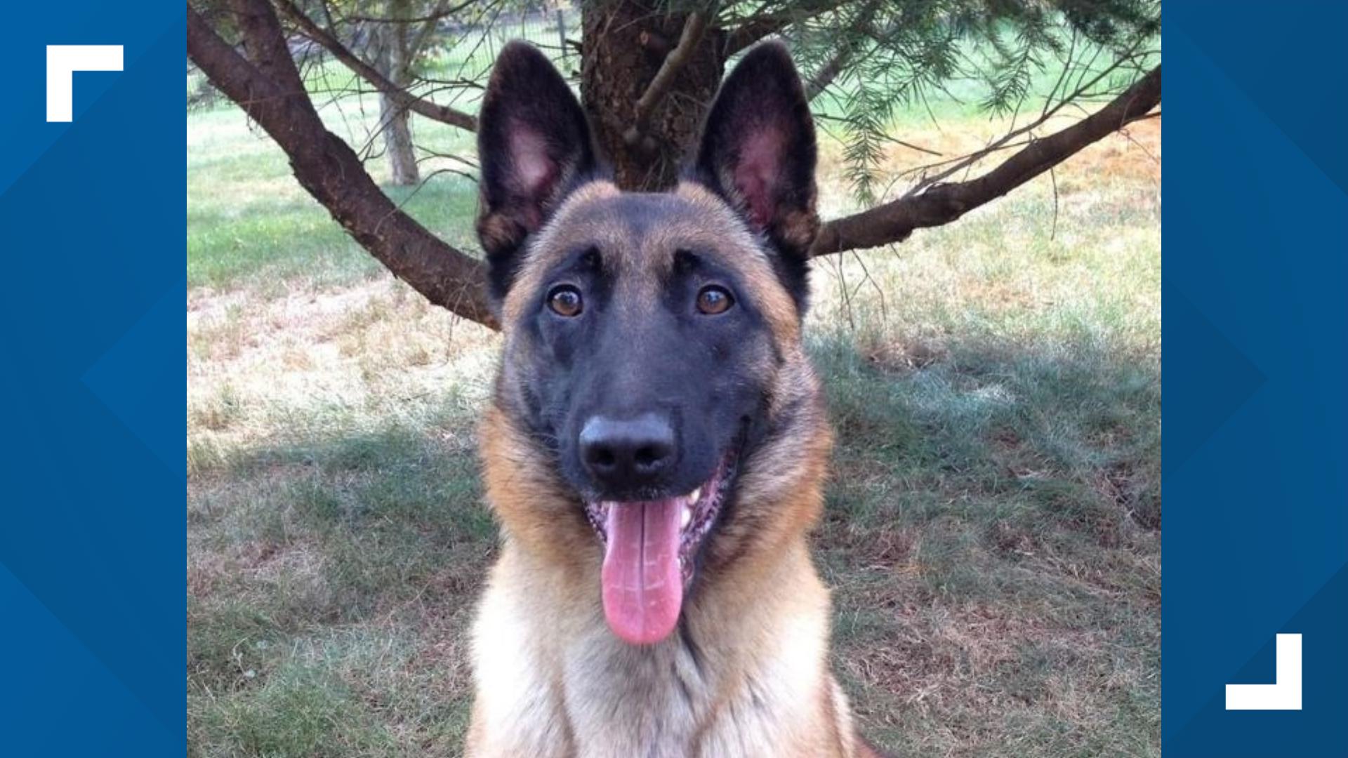 Celebrating K9 Officer Zigi's Impactful Career | fox43.com