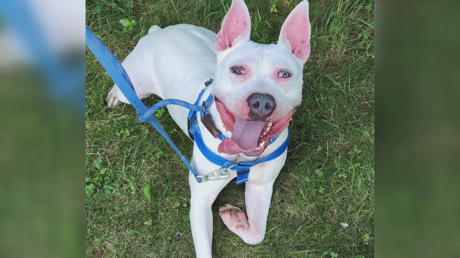 Furry Friends with Ghost and Gretel, the dogs | fox43.com