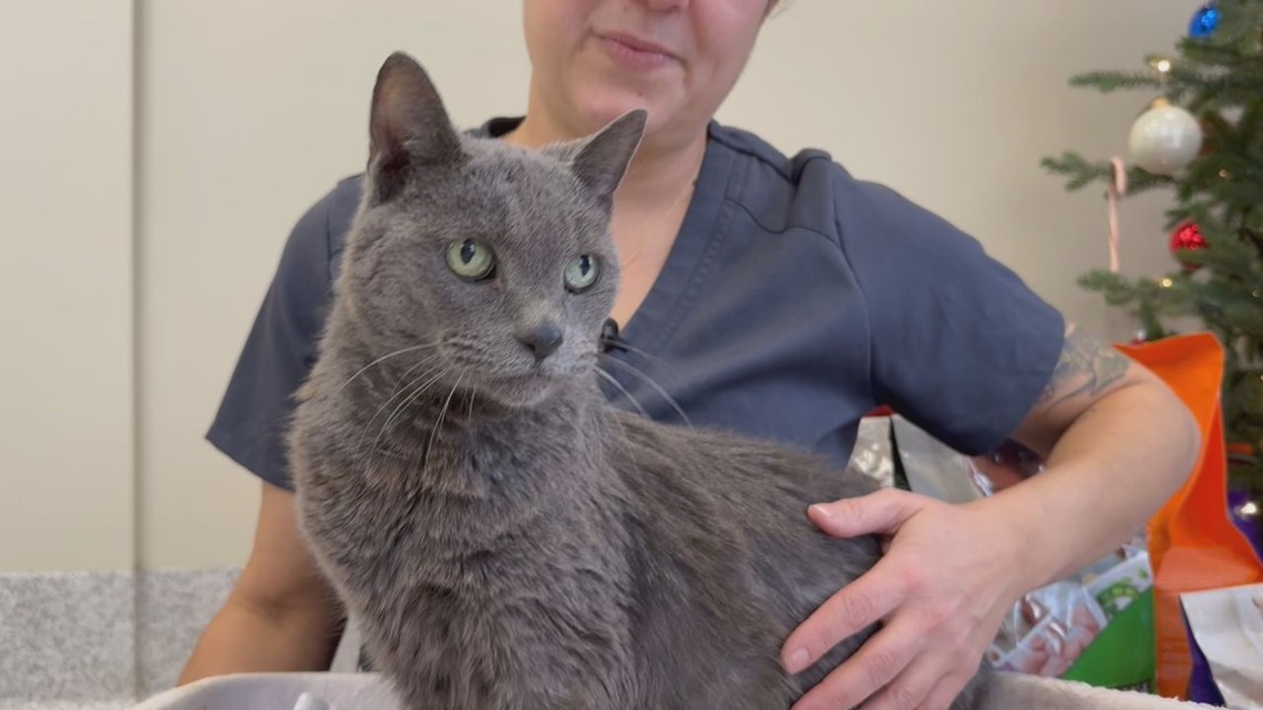 This week's Furry Friend is Gracie, the cat! | fox43.com