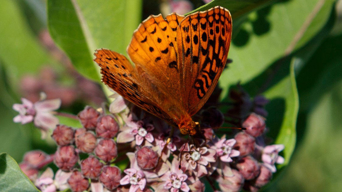 Fort Indiantown Gap offers free tours to see the rare fritillary ...