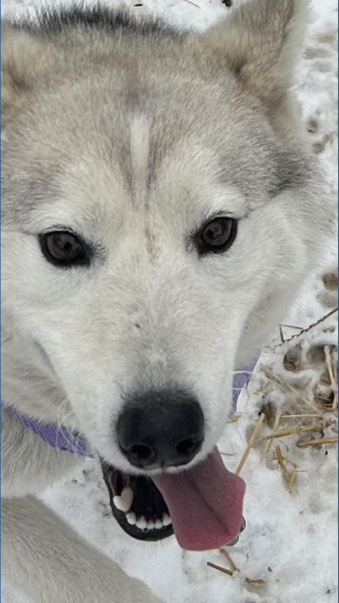 Furry Friends | Meet Vada, the dog | fox43.com