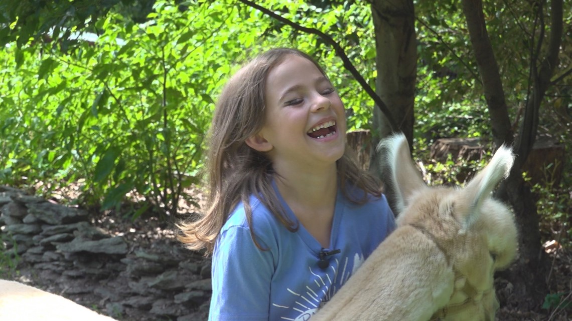 Experience alpaca joy at Shear Heaven Farm in York County | fox43.com