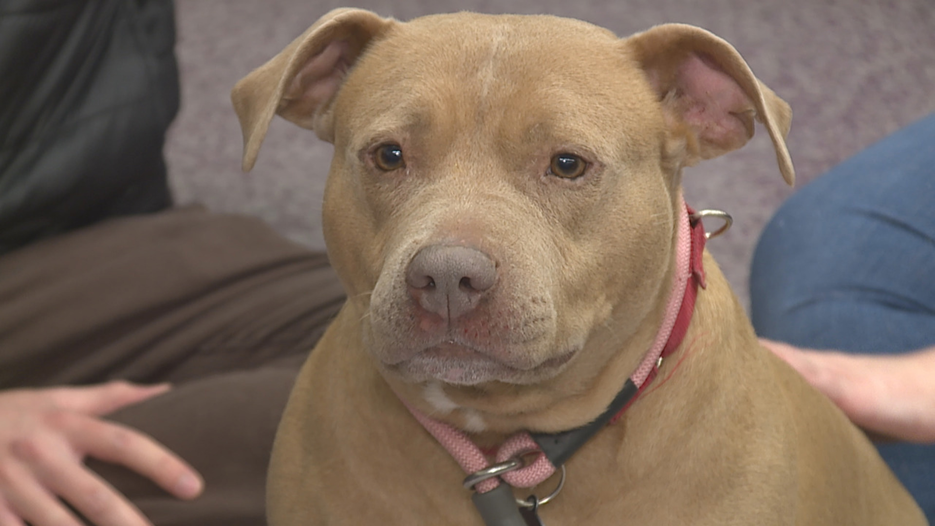 Adult dogs looking for 'fur-ever' home during adoption special | fox43.com