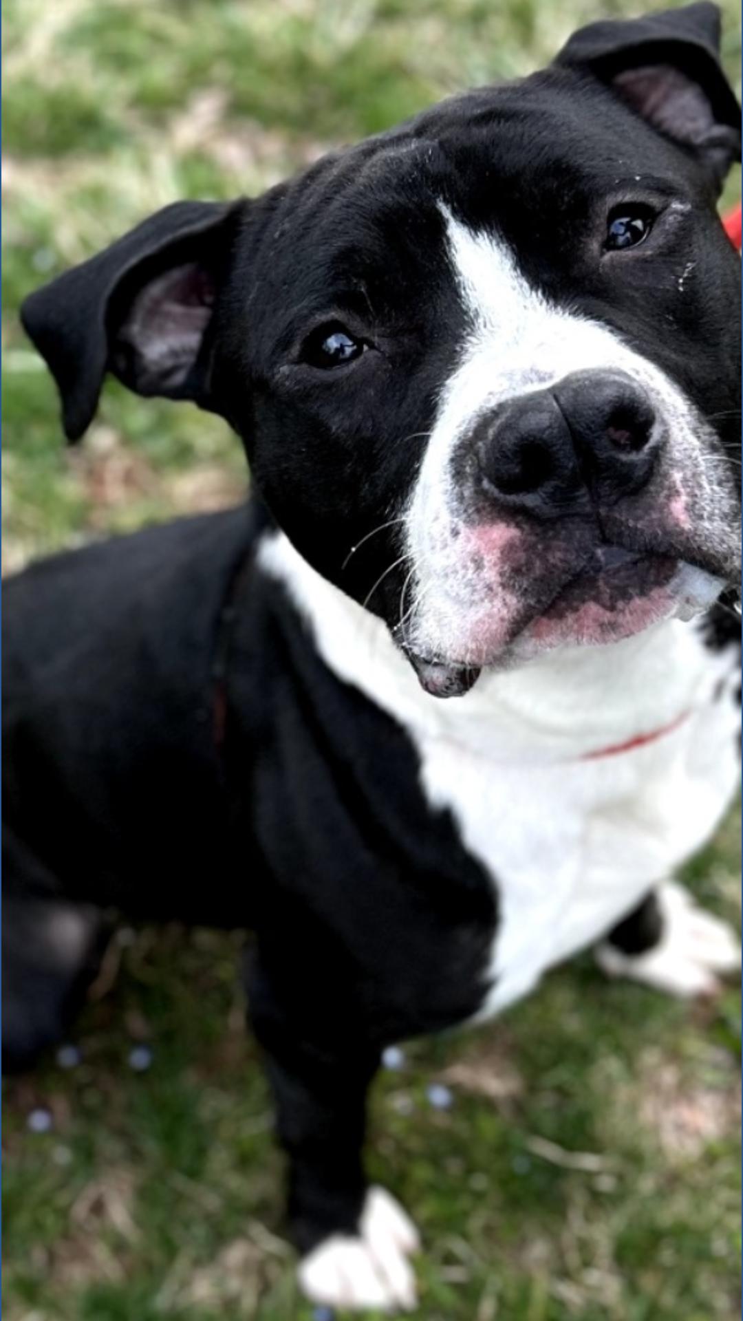 Meet Chaplin | Furry Friends | fox43.com