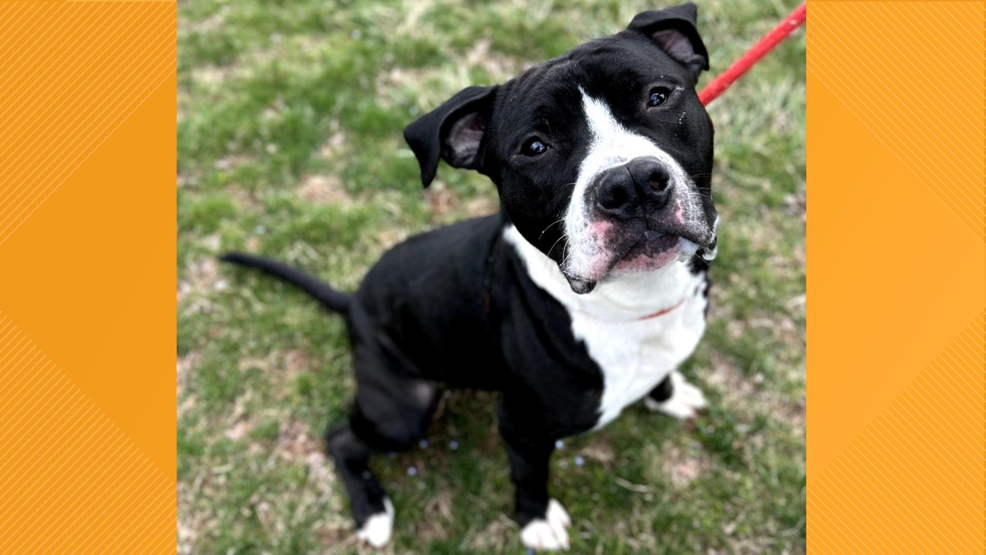 Meet Chaplin | Furry Friends | fox43.com