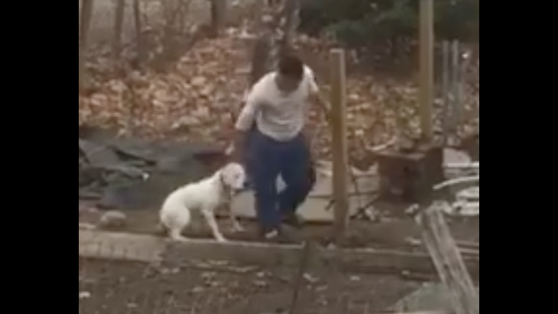 Dog beaten in video continues to recover at York County SPCA | fox43.com