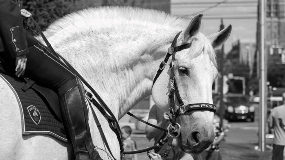 Retired mount dies | fox43.com