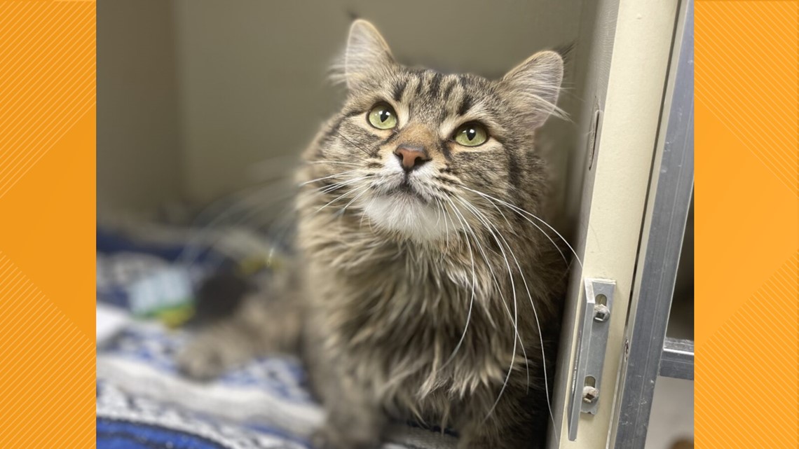 Humane Pennsylvania slashes cat adoption fees for weekend event | fox43.com