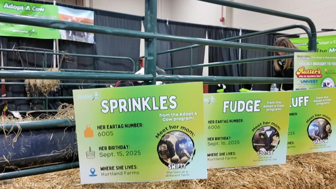 What’s better than school? Meeting your class cow in real life | fox43.com