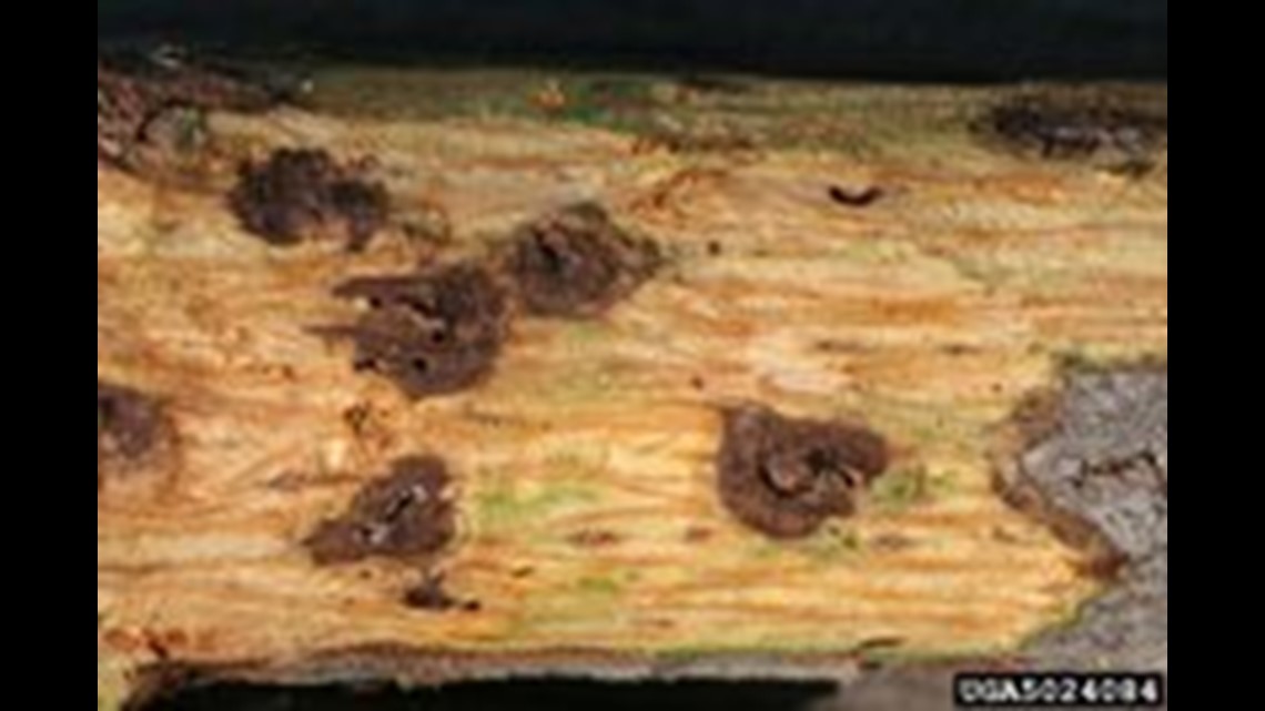 Disease detected in Lancaster County trees; Quarantine enacted | fox43.com