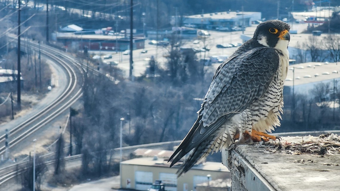 Falcons lay eggs at nesting site in downtown Harrisburg | fox43.com
