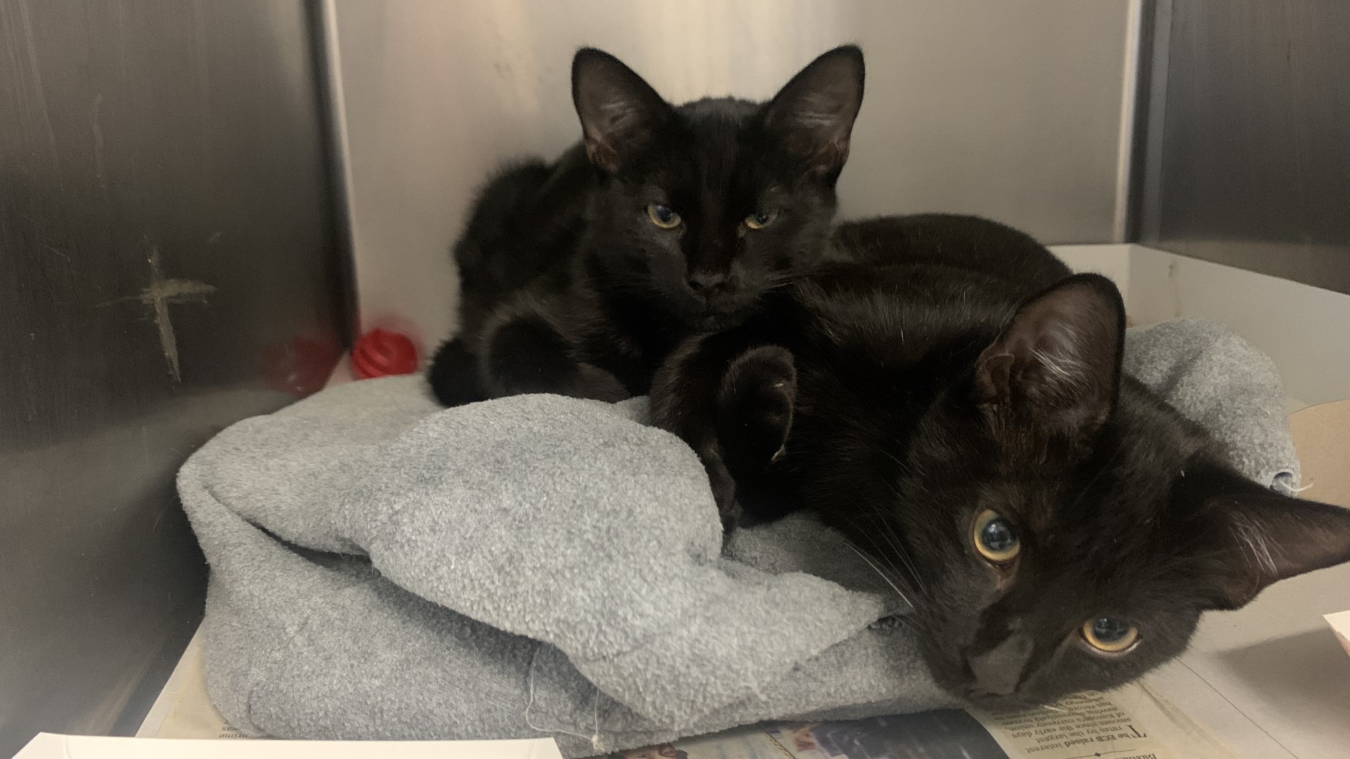 Pa. SPCA begins accepting animals affected by Hurricane Ian | fox43.com