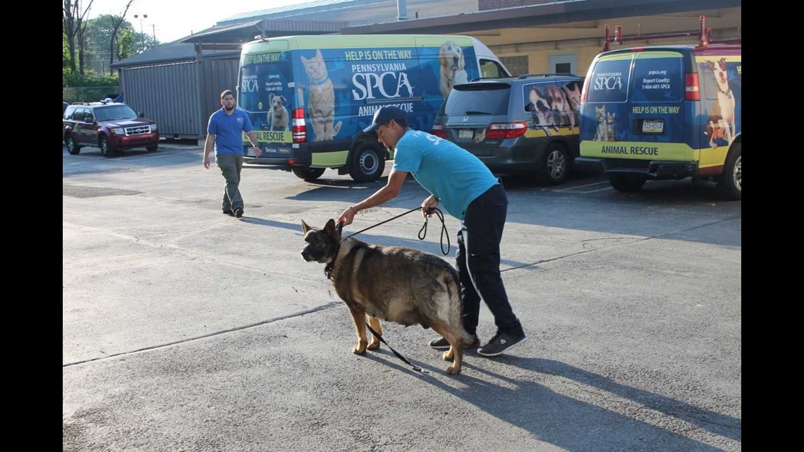 PSPCA removes 15 dogs from Lancaster County breeder due to debarking ...