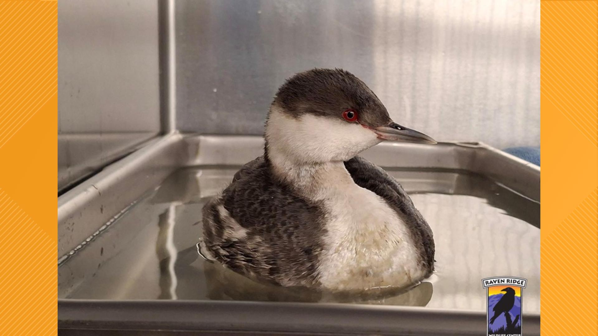 Horned grebe rescued by Lancaster County non-profit from icy ordeal ...