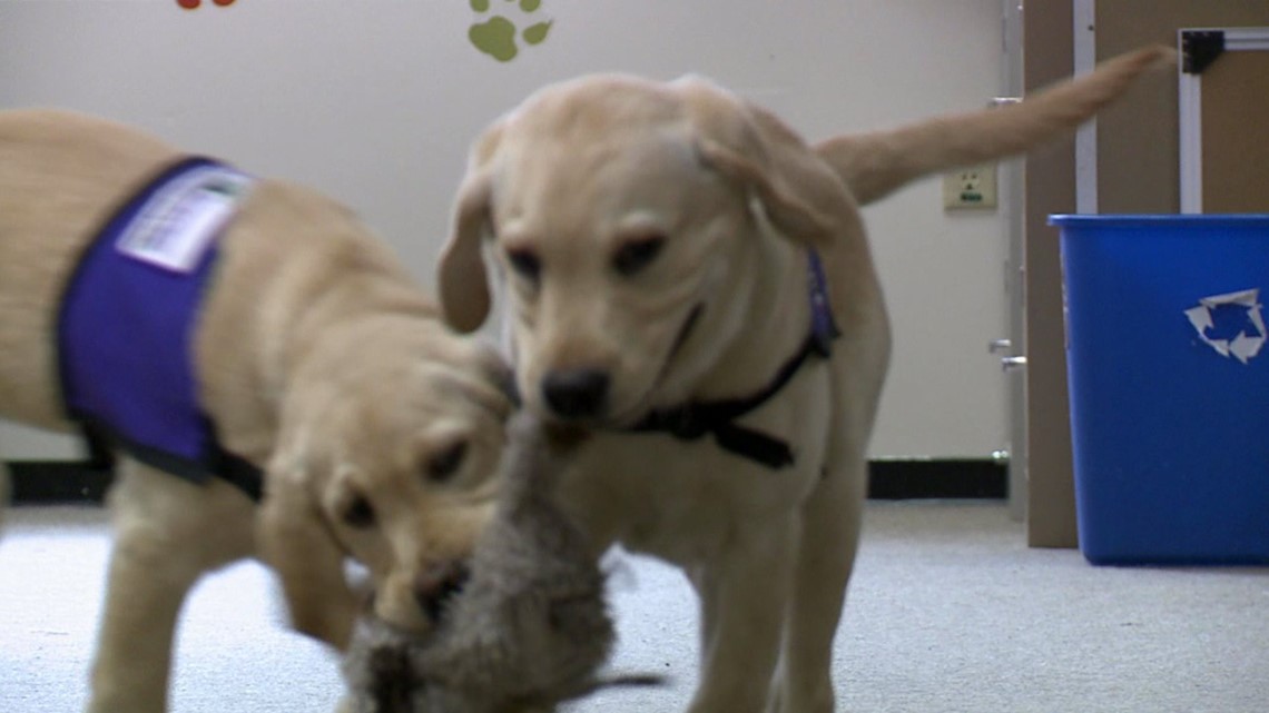 Dog Wardens to Conduct License, Rabies Compliance Checks in ...