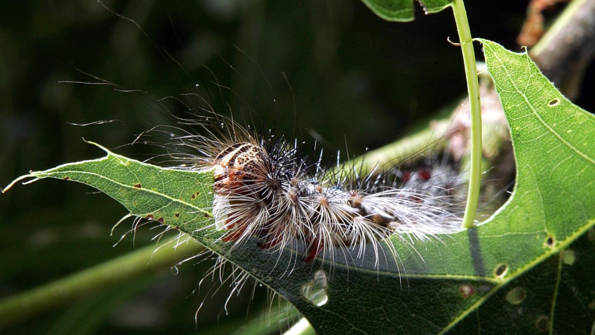 Spraying to begin across Pennsylvania forests to combat spongy moths ...