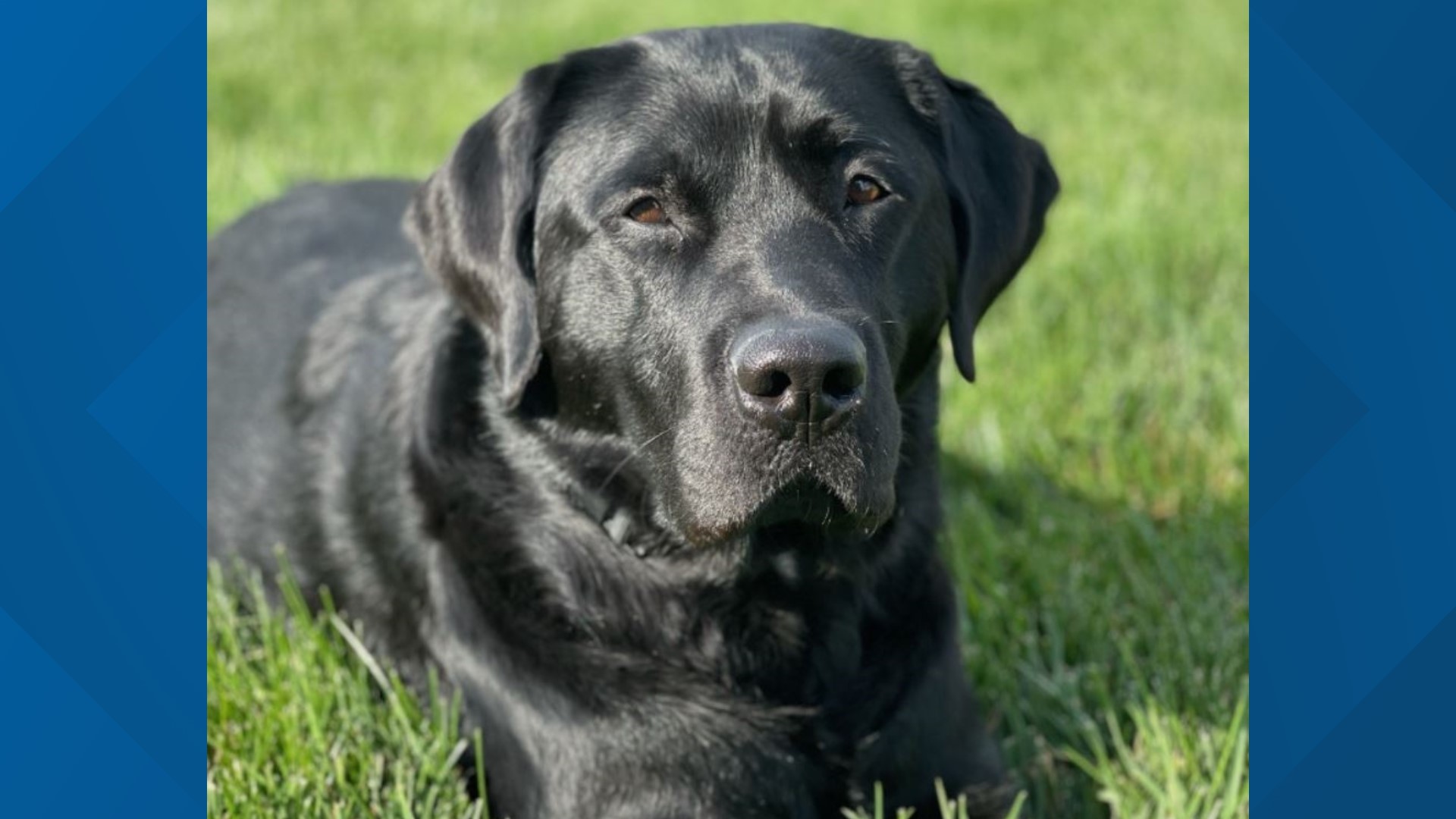 Derry Township K9 Officer Tor gets new body armor thanks to charitable ...