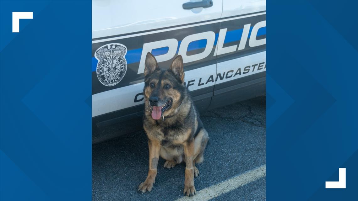 Lancaster Police K9 diagnosed with cancer | fox43.com