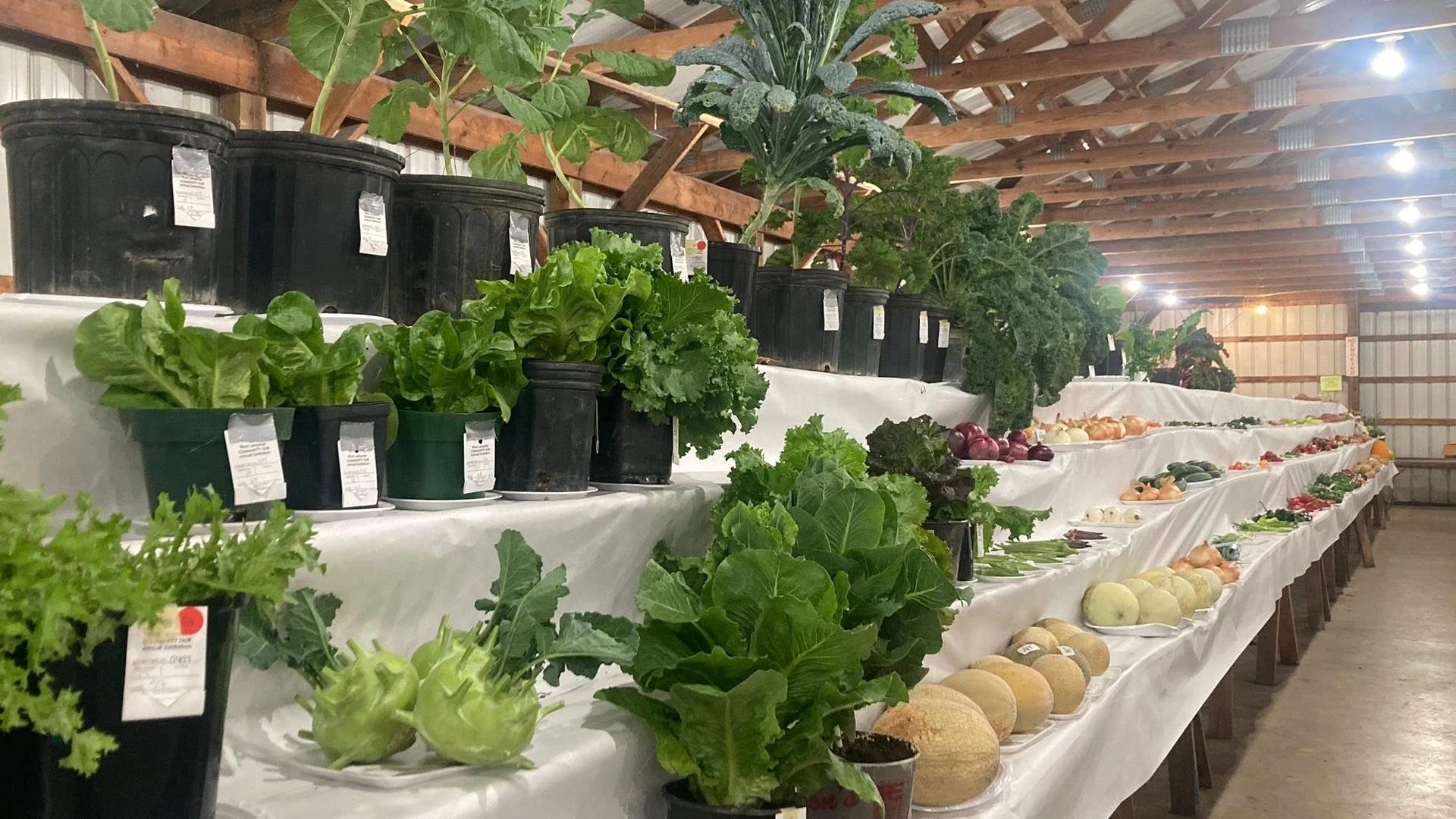 Rutter's introduces seafood menu with bold flavors | fox43.com