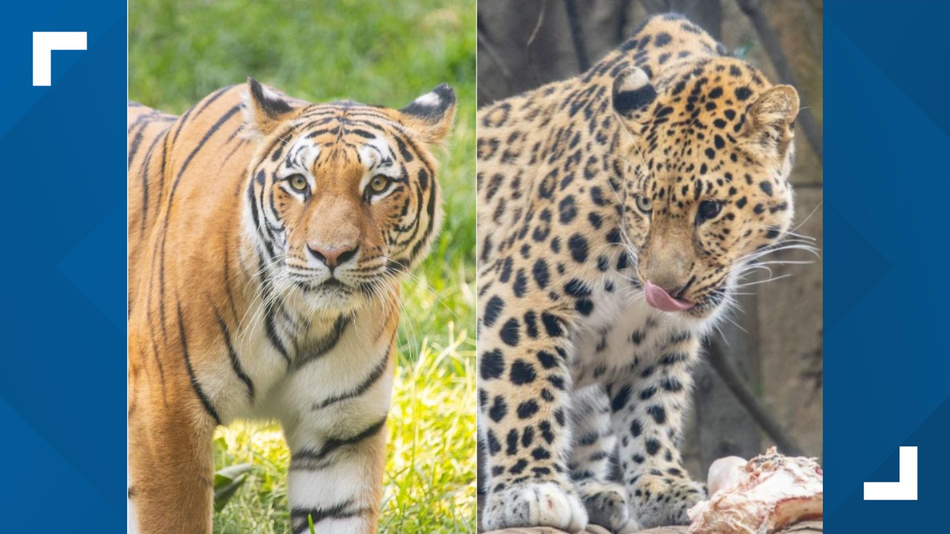 Philadelphia Zoo Welcomes Amur Tiger Rory and Leopard Rafferty | wnep.com