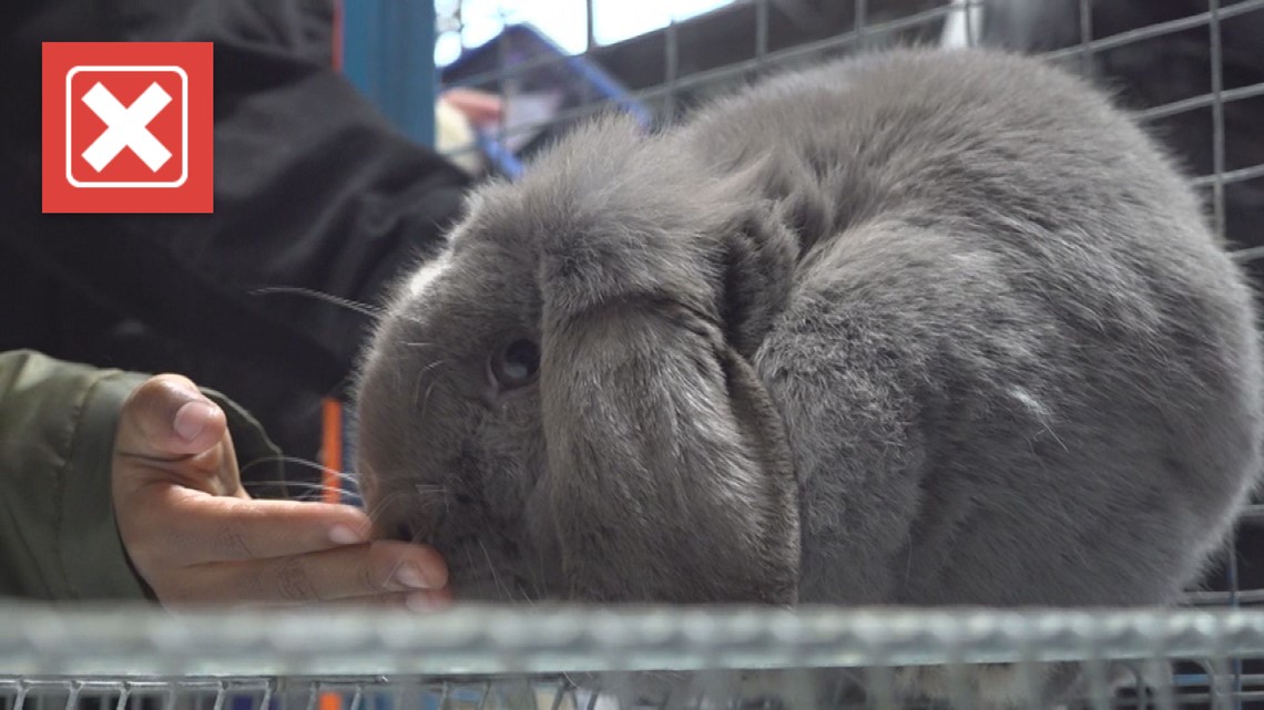 No, Pa. Farm Show rabbits will not be euthanized | VERIFY | fox43.com