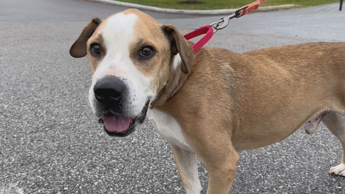 Furry Friends with Rufus, the dog! | fox43.com