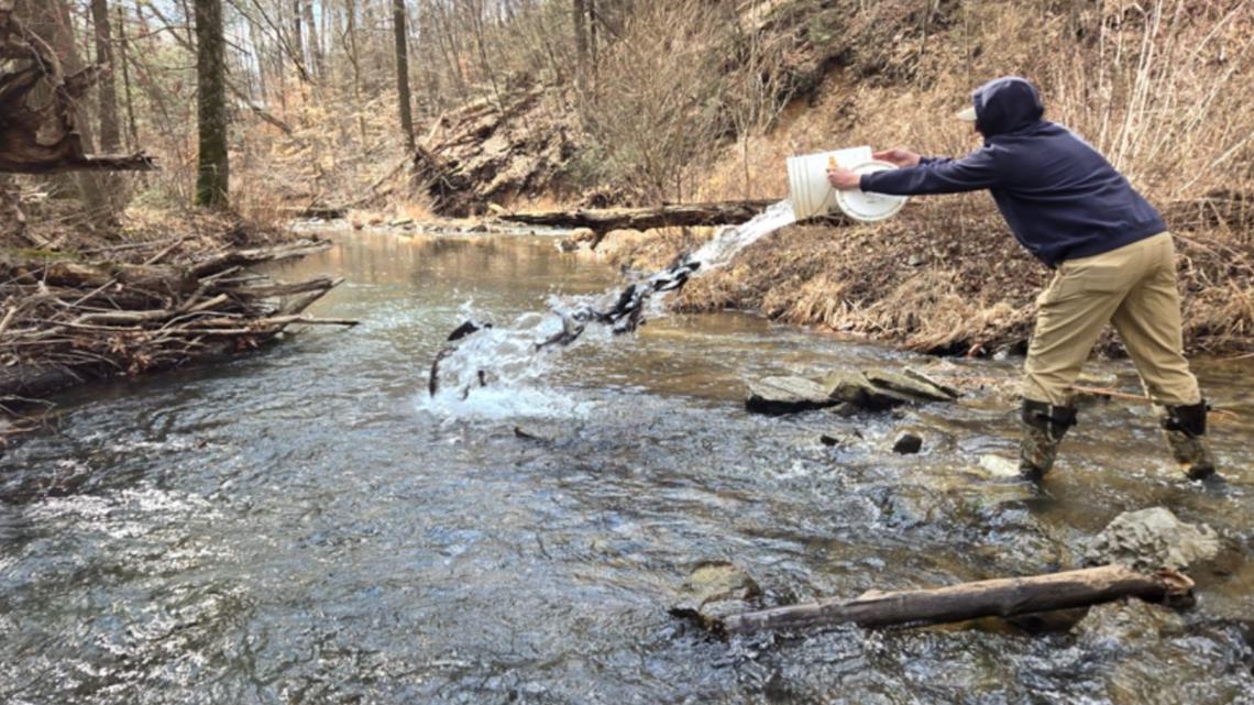 PFBC stocks 3.2 million trout with help from community volunteers ...