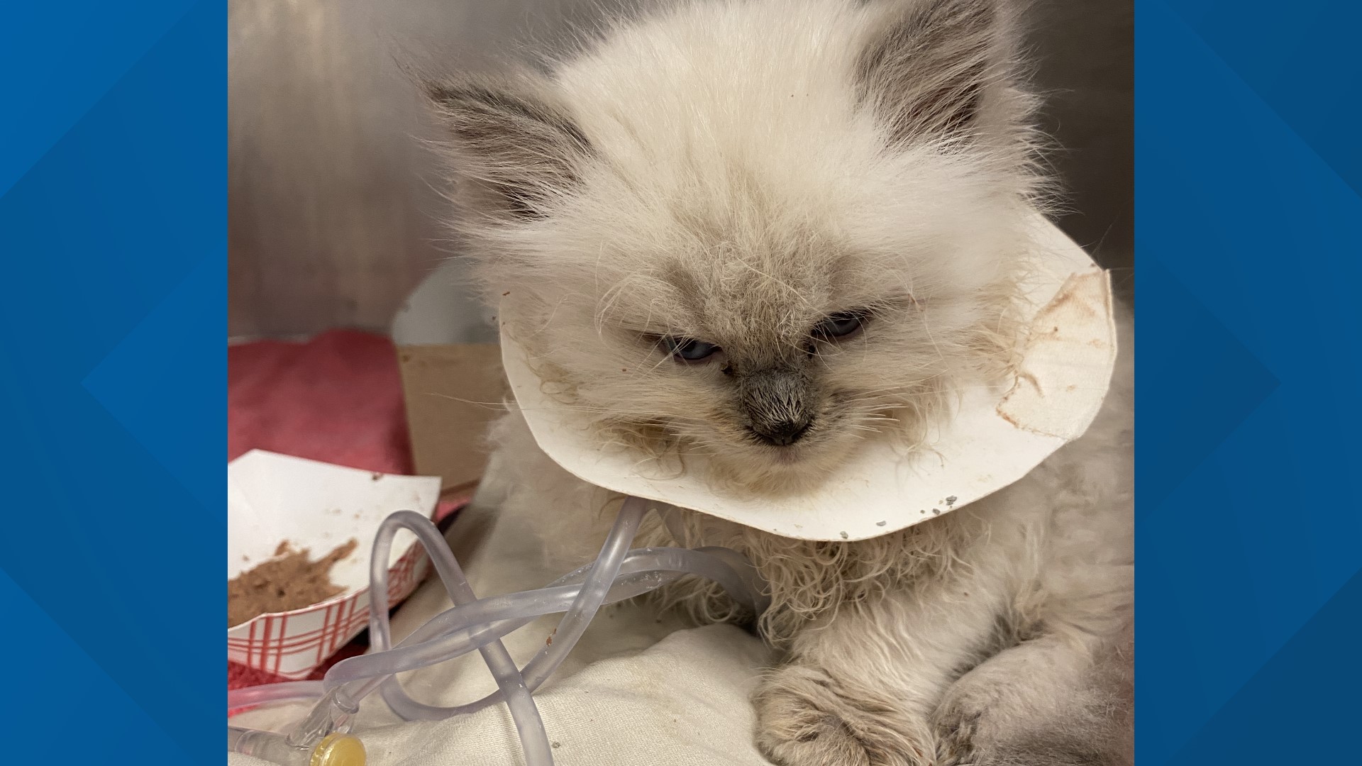 Pennsylvania SPCA rescues nearly 100 cats from breeder in Lancaster ...