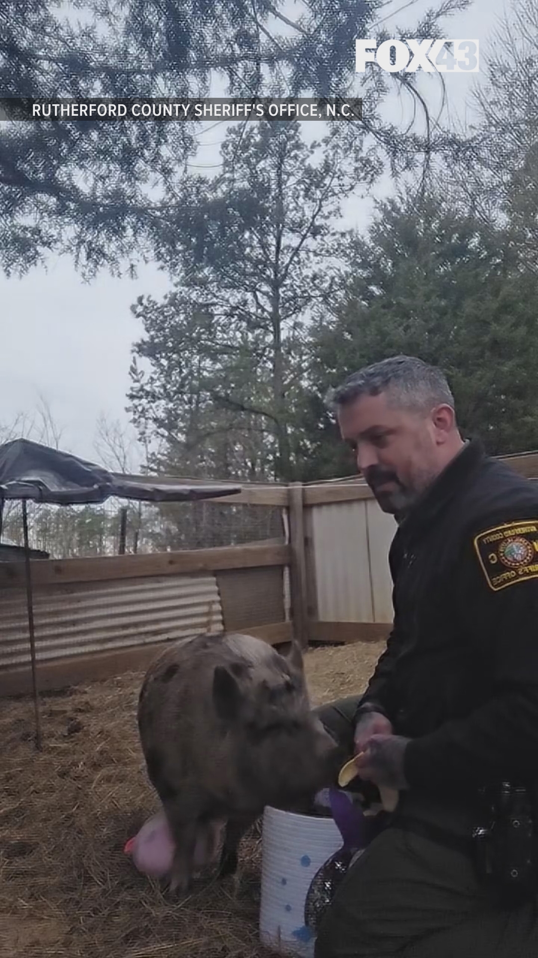 A hungry pig breaks into a North Carolina home… looking for snacks ...