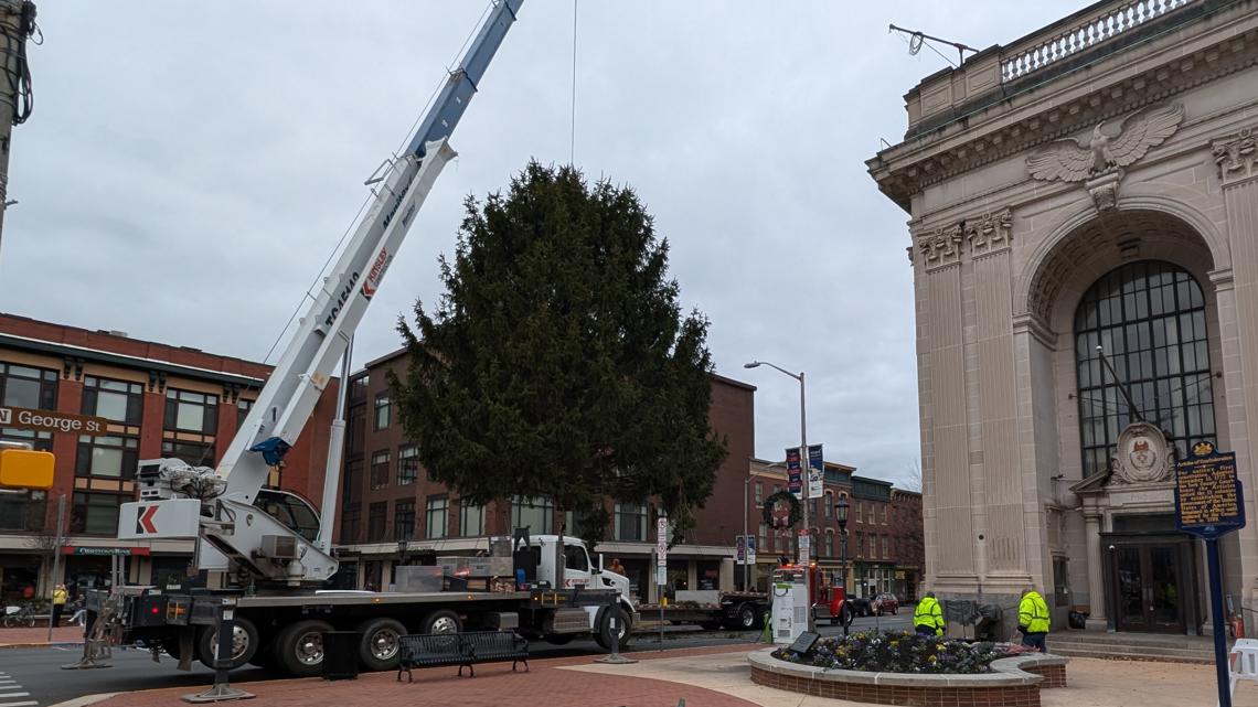 8,000 pound Christmas tree arrives in York | fox43.com