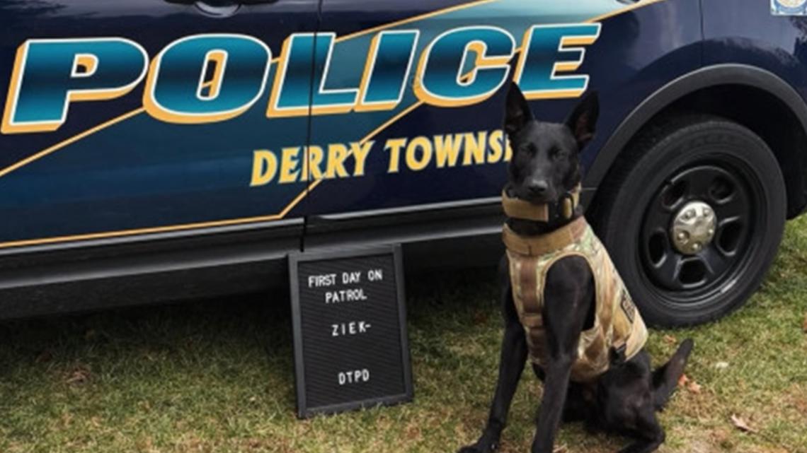 Derry Township PD welcomes new K9 to force | fox43.com