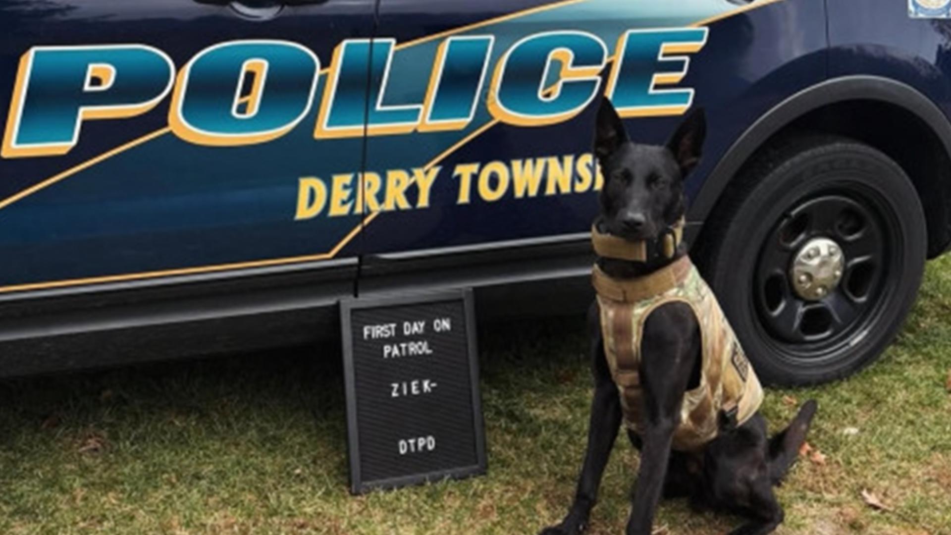 Derry Township PD welcomes new K9 to force | fox43.com