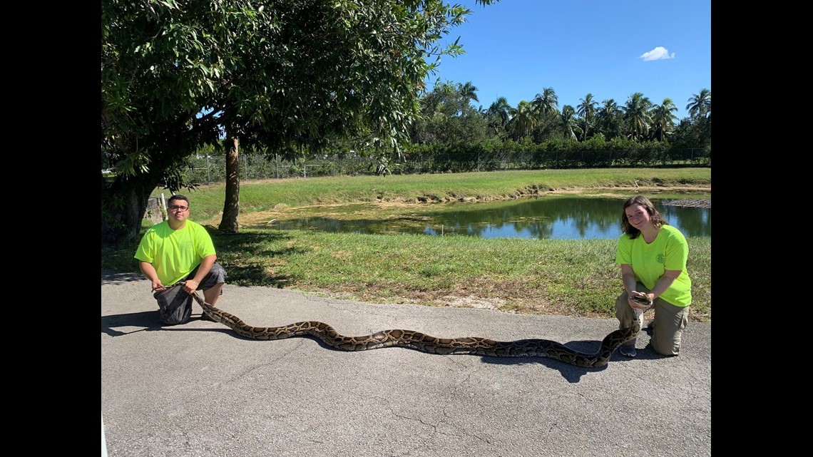 A massive 98-pound Burmese python was captured in Florida | fox43.com