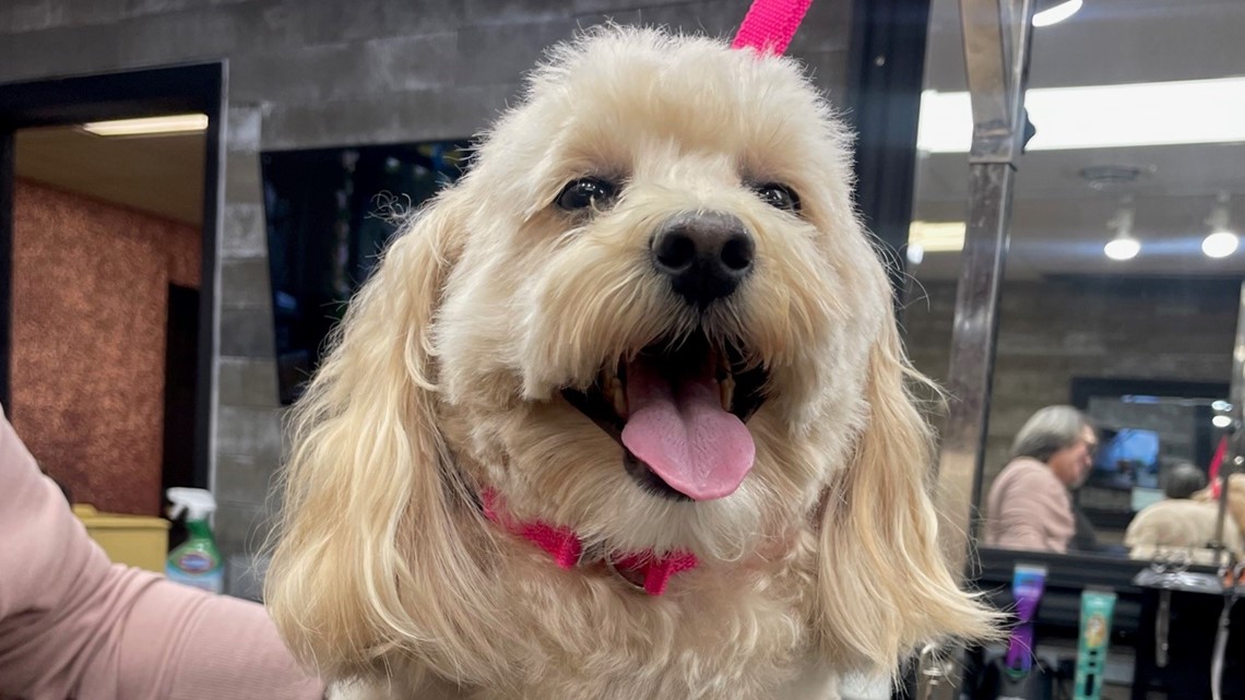 Dog grooming | Tyler Tries It | fox43.com