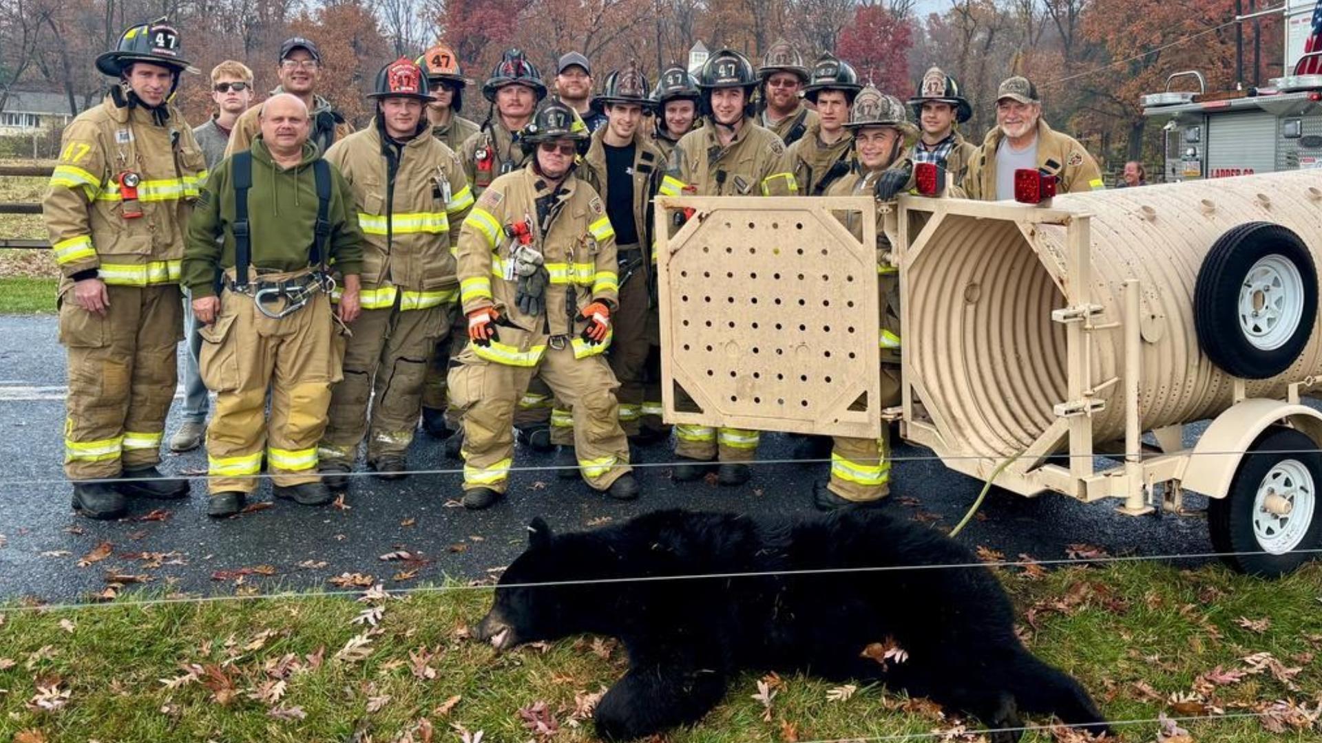 Firefighters rescue 385lb bear from tree in Lebanon County | fox43.com